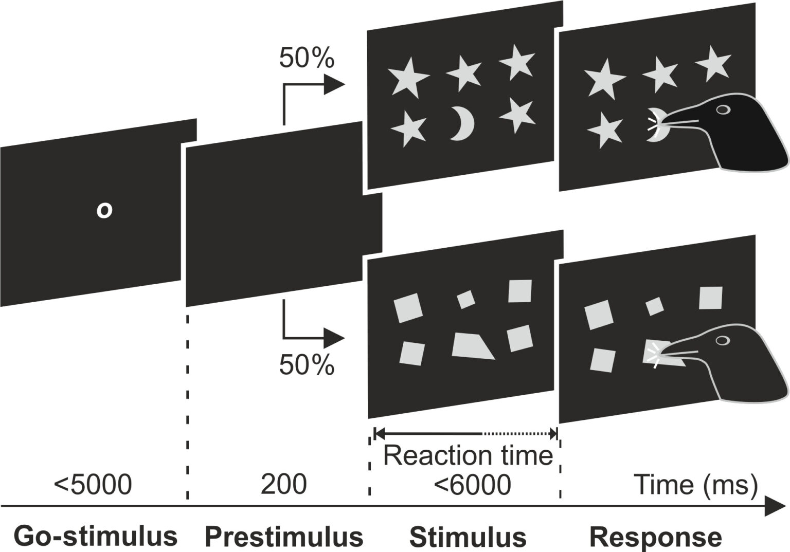 Crows Are So Smart They Can Identify Geometric Shapes, Study Finds ...