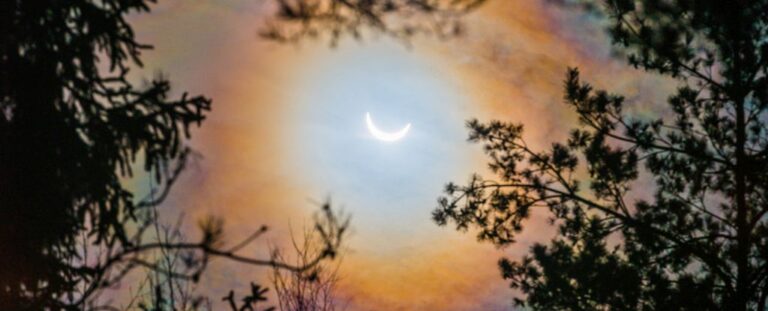 Trees 'Sync Up' During a Solar Eclipse in a Forest-Wide Phenomenon ...