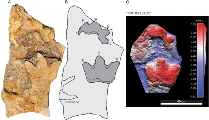 Mysterious 3-Toed Footprints in Canada Reveal New Ankylosaur Species ...