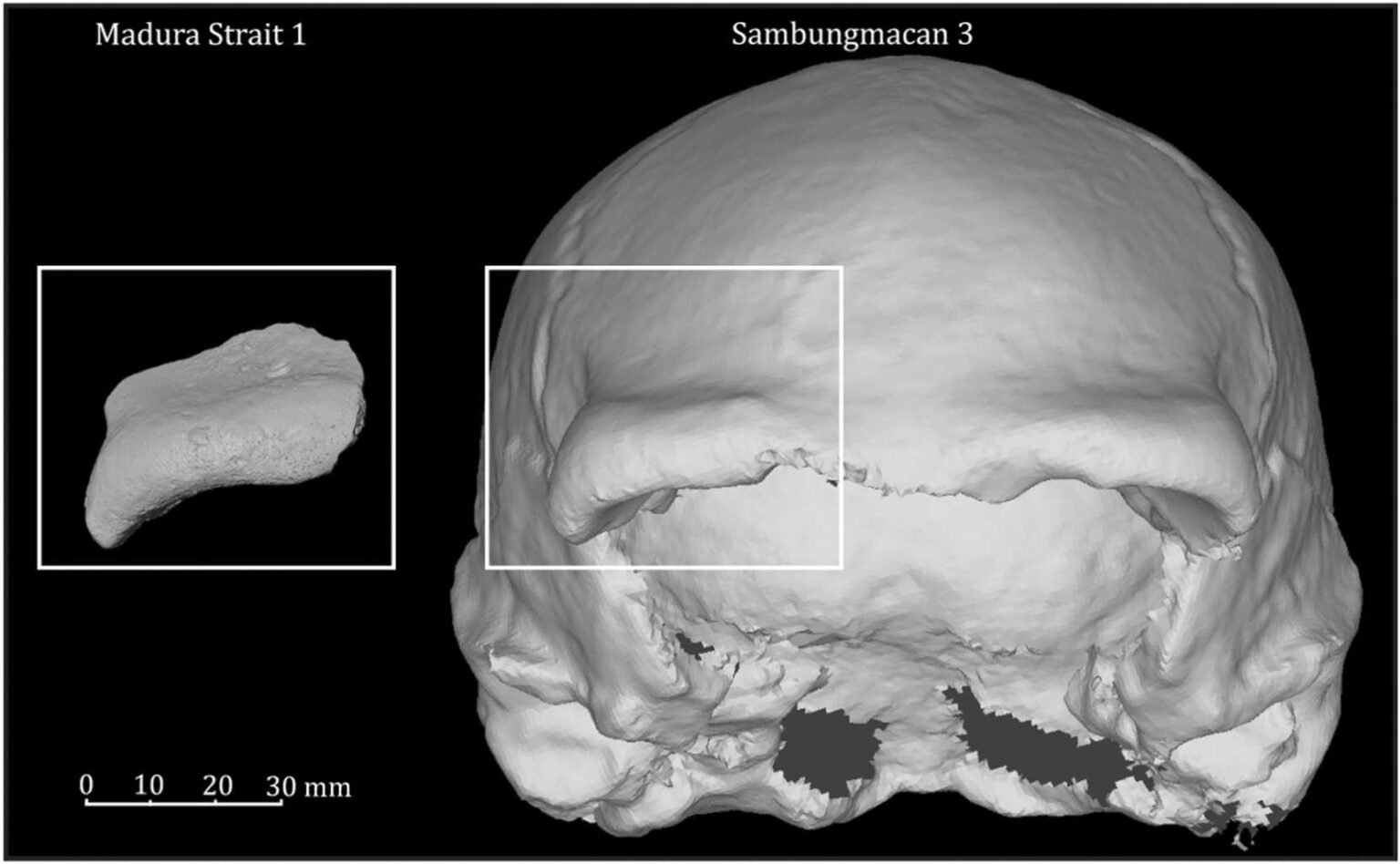 Underwater Fossils Surface to Reveal a Lost World of Archaic Humans ...
