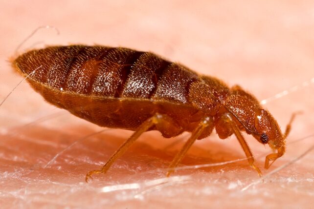 Bed Bugs May Have Been The First Urban Pest to Ever Plague Humans : ScienceAlert