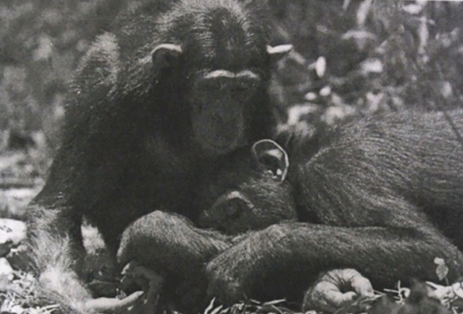 Wild Chimps Appear to Administer 'First Aid' to Each Other : ScienceAlert
