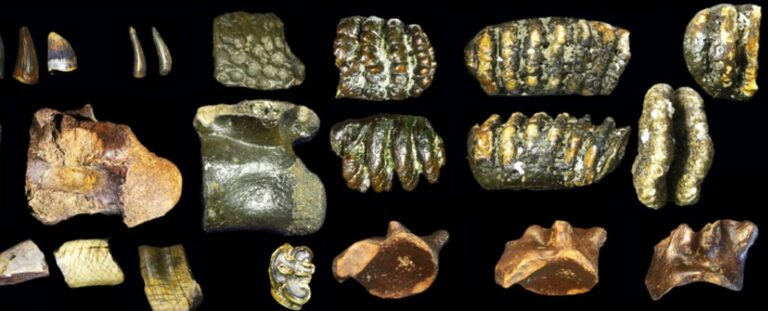 Underwater Fossils Surface to Reveal a Lost World of Archaic Humans ...