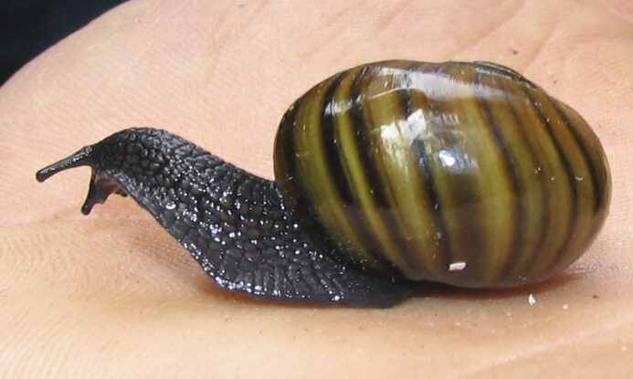This Giant Snail Lays Eggs Out of Its Neck... Yes, Seriously : ScienceAlert