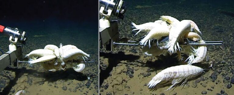 60% of The Ocean Floor Could Harbor 'Rare' Supergiant Crustacean ...