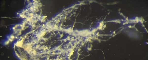 Scientists Discover New Bacteria That Conduct Electricity Like a Wire ...