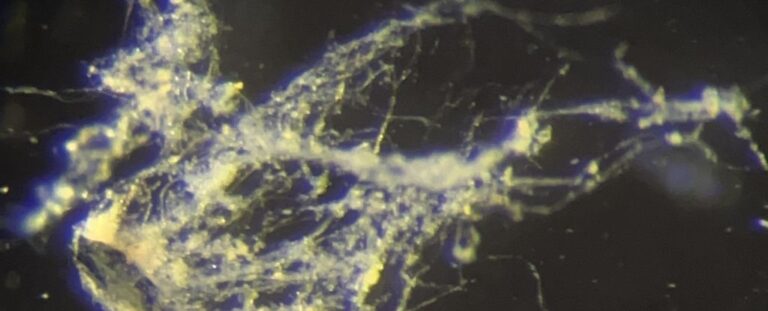 Scientists Discover New Bacteria That Conduct Electricity Like a Wire ...