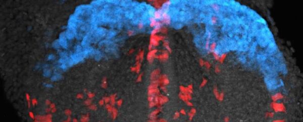 Mesmerizing Video Shows Cardiac Cells Building a Heart : ScienceAlert