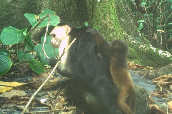 Bored Capuchin Monkeys Are Kidnapping Howler Babies in Weird New 'Trend ...
