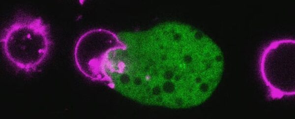 Common Parasite Rips The Face From Your Cells to Wear as a Disguise ...