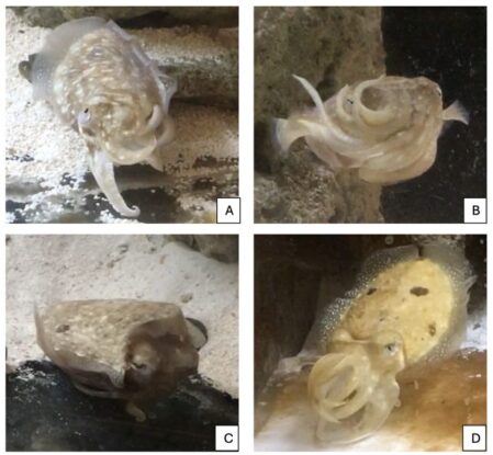 Cuttlefish Wave at Each Other, And It Could Be a Mysterious Form of ...