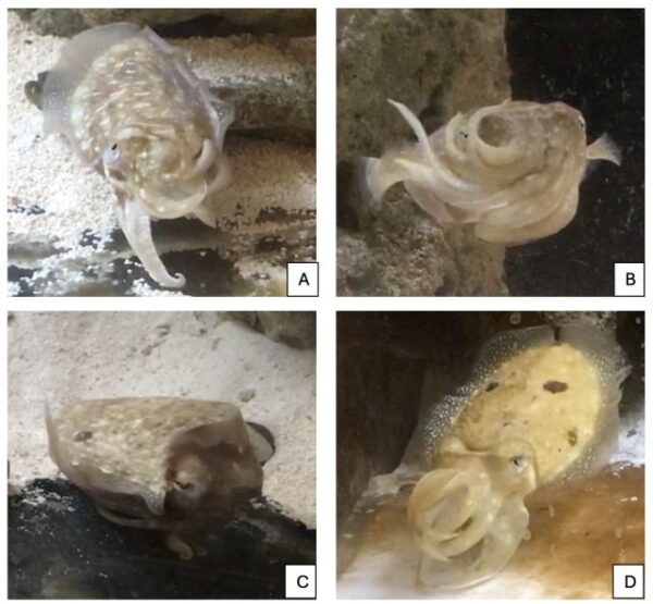 Cuttlefish Wave at Each Other, And It Could Be a Mysterious Form of ...