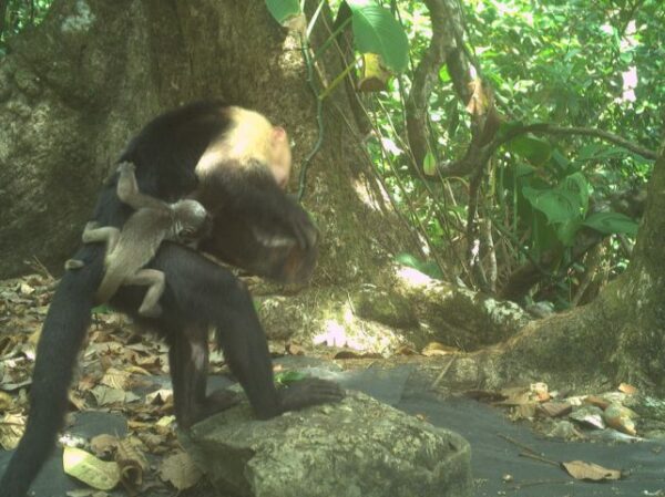 Bored Capuchin Monkeys Are Kidnapping Howler Babies in Weird New 'Trend ...