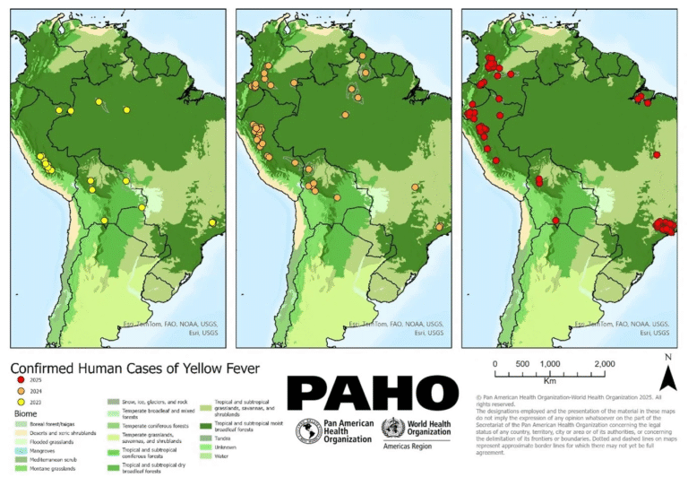 Yellow Fever Resurgence Could Make COVID Look 'Pale' by Comparison ...