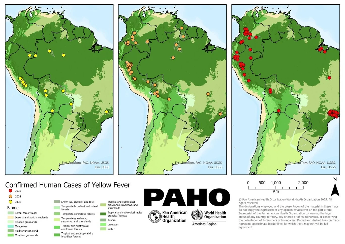 Yellow Fever Resurgence Could Make COVID Look 'Pale' by Comparison ...