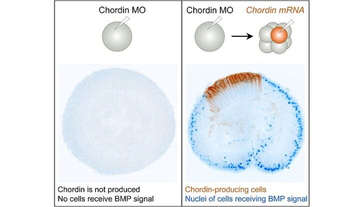 Ancient Blueprint For Human Bodies Discovered in Sea Anemones ...