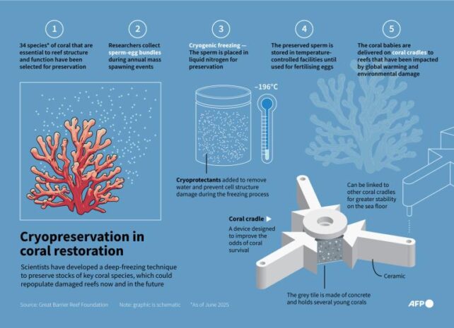 World Oceans Day: Scientists Freeze Coral to Save The Great Barrier ...