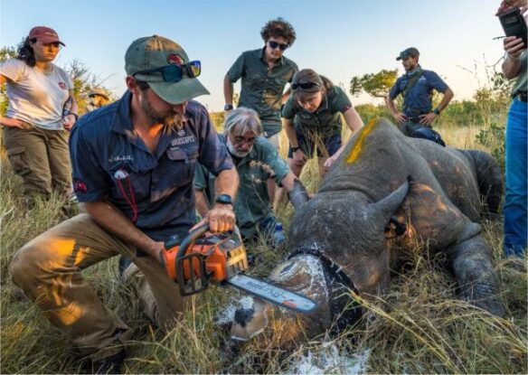 Dehorning Rhinos Cuts Poaching by 78% – Saving Thousands of Animals ...