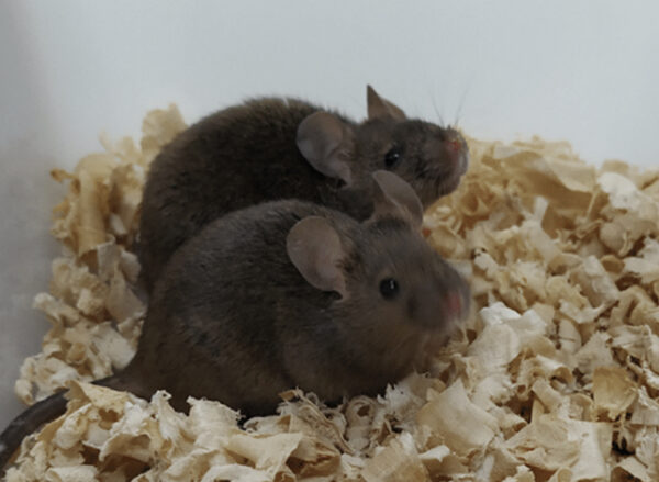 Scientific First: Mice With Two Fathers Now Have Offspring : ScienceAlert