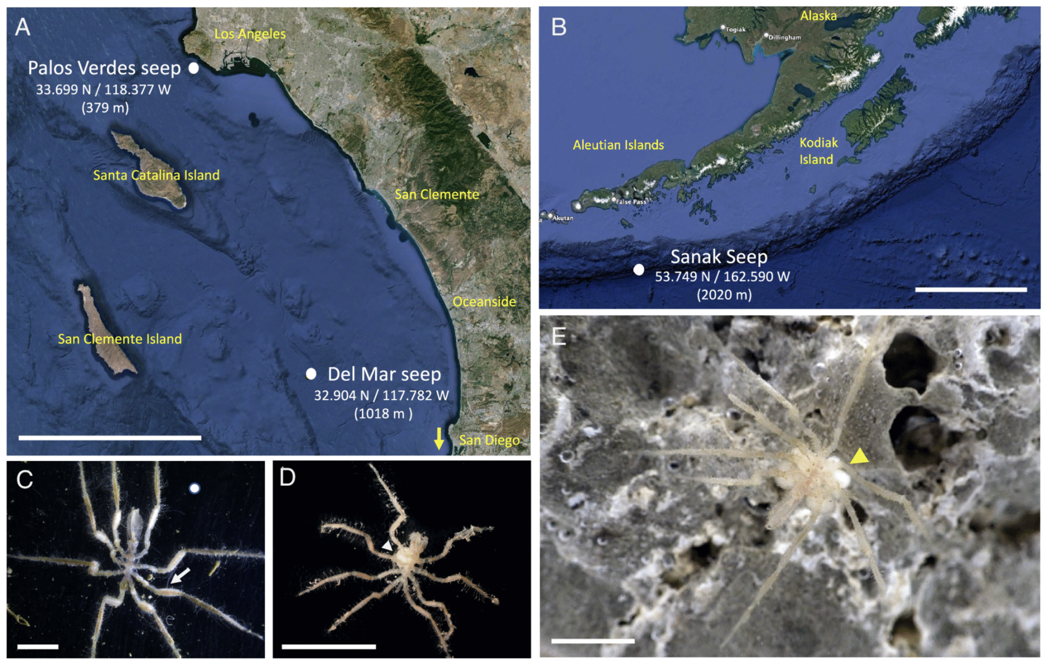 New Discovery of Deep Sea 'Spiders' Is Unlike Anything We've Seen ...