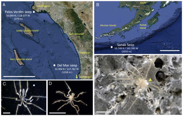 New Discovery of Deep Sea 'Spiders' Is Unlike Anything We've Seen ...
