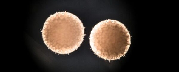 Portal do zacarias ladrão i’m hoping to meet her once more