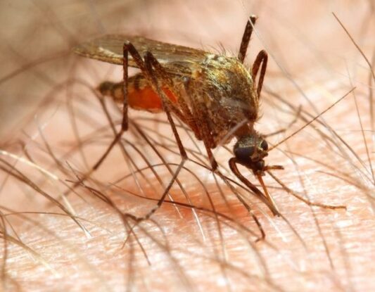Compound That Turns People Yellow Could Protect Against Malaria ...