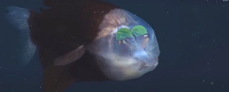 This Fish Has a Weird See-Through Head With Its Eyes On The Inside ...