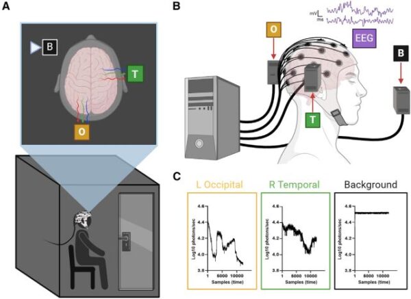 Your Brain Emits a Secret Light That Scientists Are Trying to Read ...