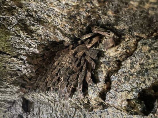 Tiny Moth Seen Navigating by The Stars in Scientific First : ScienceAlert