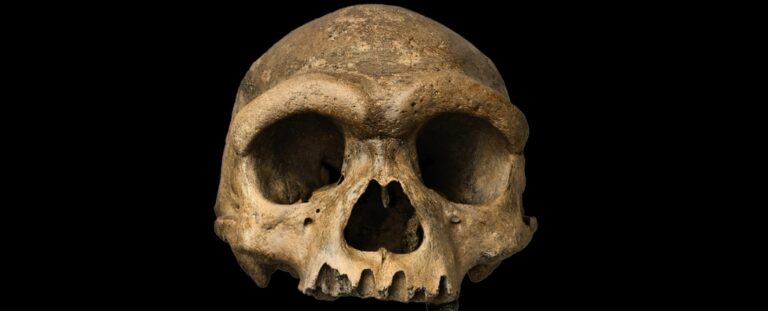 1930s 'Dragon Man' Finally Gives Elusive Ancient Human Species a Face ...