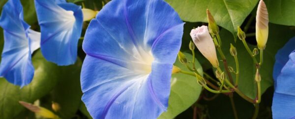 Elusive LSD Fungus Finally Discovered on Flower : ScienceAlert