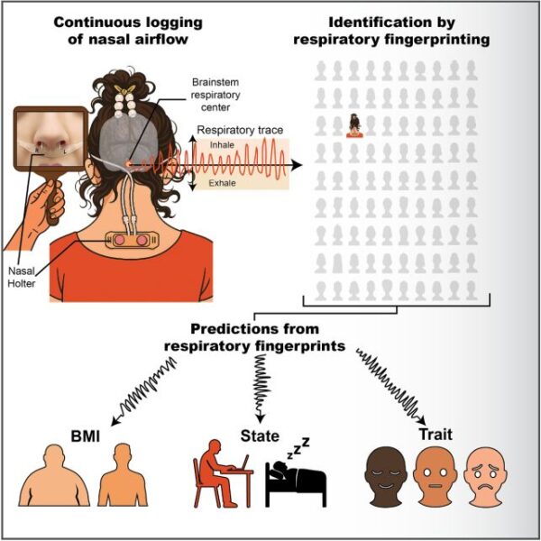 Your Breathing Pattern Is as Unique as a Fingerprint, Study Finds ...