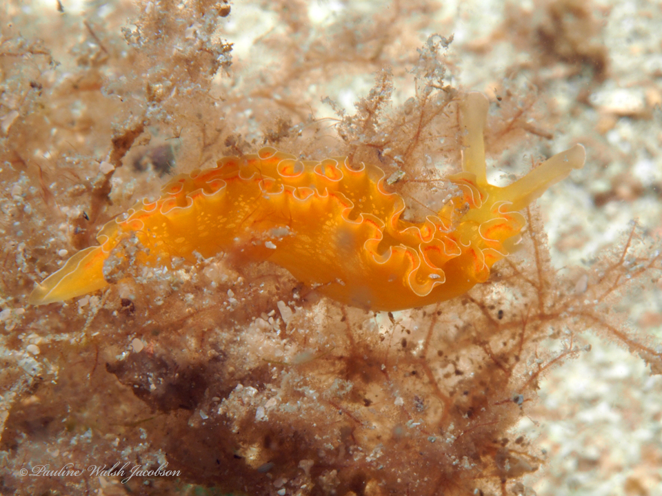 Sea Slugs Steal Body Parts From Prey to Gain Their Powers : ScienceAlert