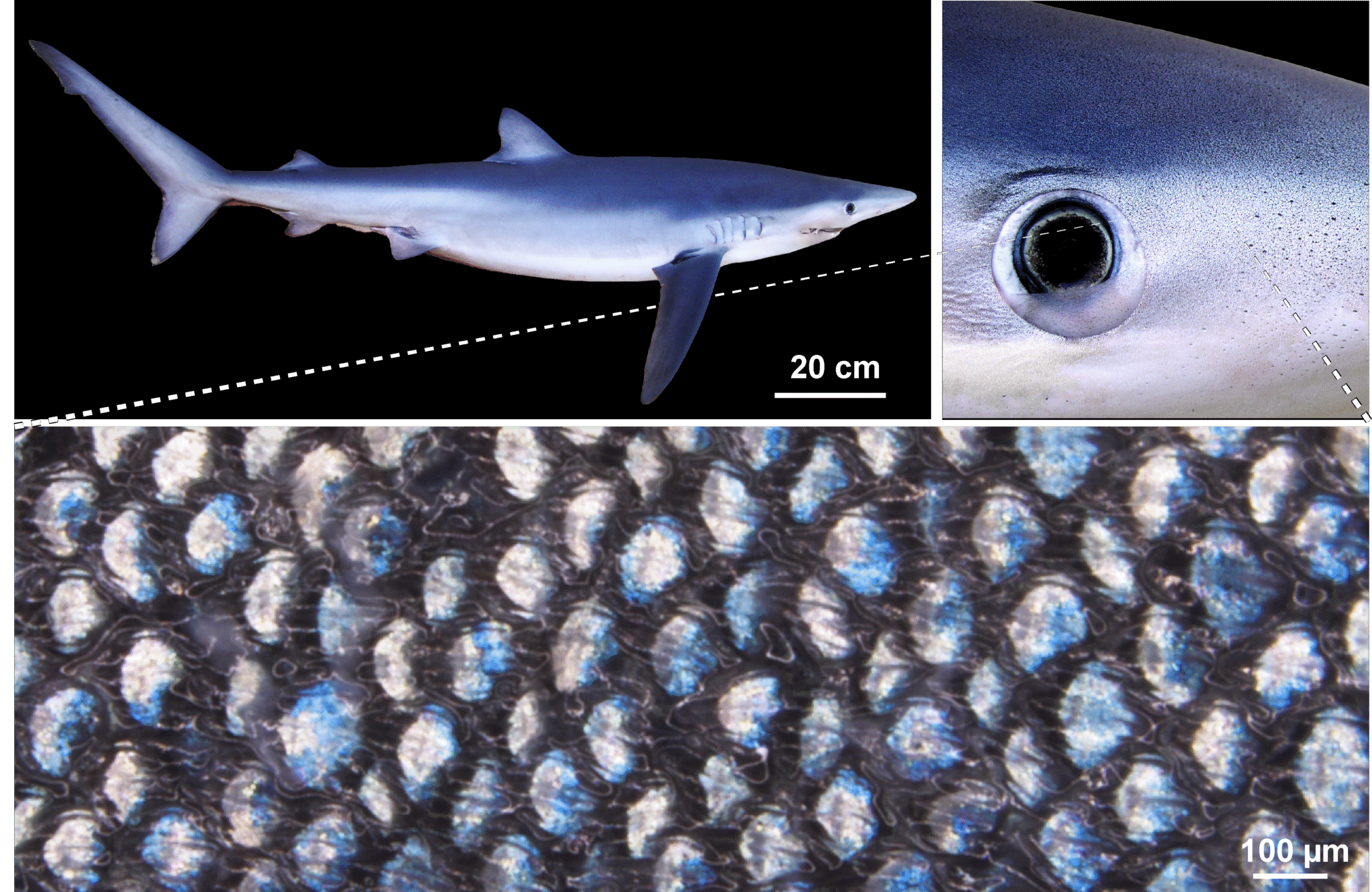 Blue Sharks May Be Secret Chameleons, Scientists Discover : ScienceAlert