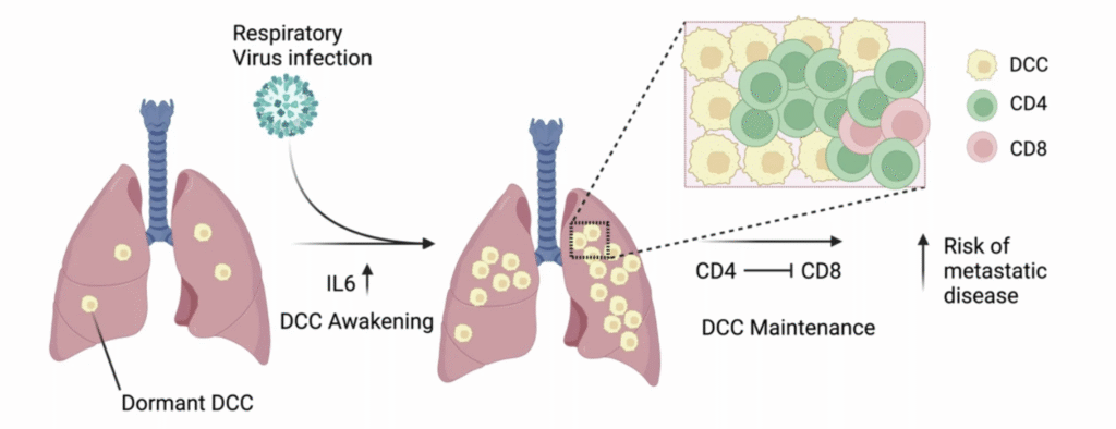 Common Viruses May Wake Dormant Breast Cancer Cells, Study Finds ...