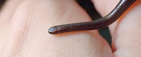 World's Smallest Snake Rediscovered After Vanishing For Decades ...