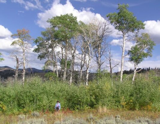 Yellowstone's Aspen Forests Are Already Responding to The Return of ...