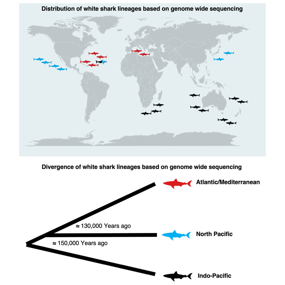 The DNA of Great White Sharks Defies Explanation. Here's Why ...