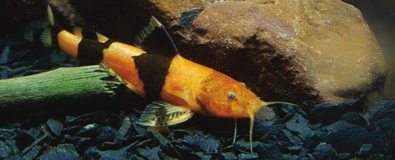 Swarms of Tiny Catfish Seen Climbing Waterfalls in Surprise Discovery ...