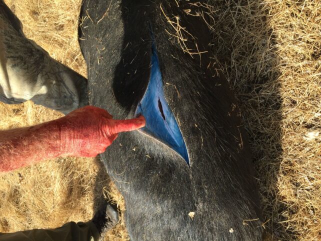 Wild Pigs Turned 'Neon Blue' in California, Triggering Warnings ...