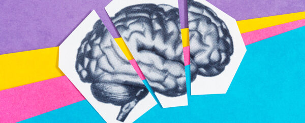 Switching Off One Crucial Protein Appears to Reverse Brain Aging in ...