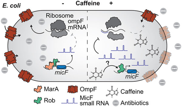 Mixing Coffee And Antibiotics Could Be a Bad Idea, Study Shows ...