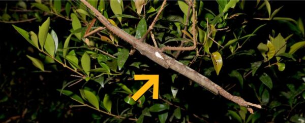Giant Stick Insect Found Hiding in Rainforest May Be Australia's ...