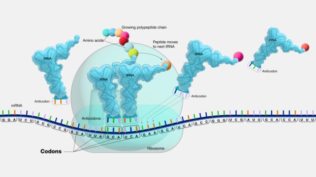 Scientists Have Just Created The Most Synthetic Life Form Ever ...