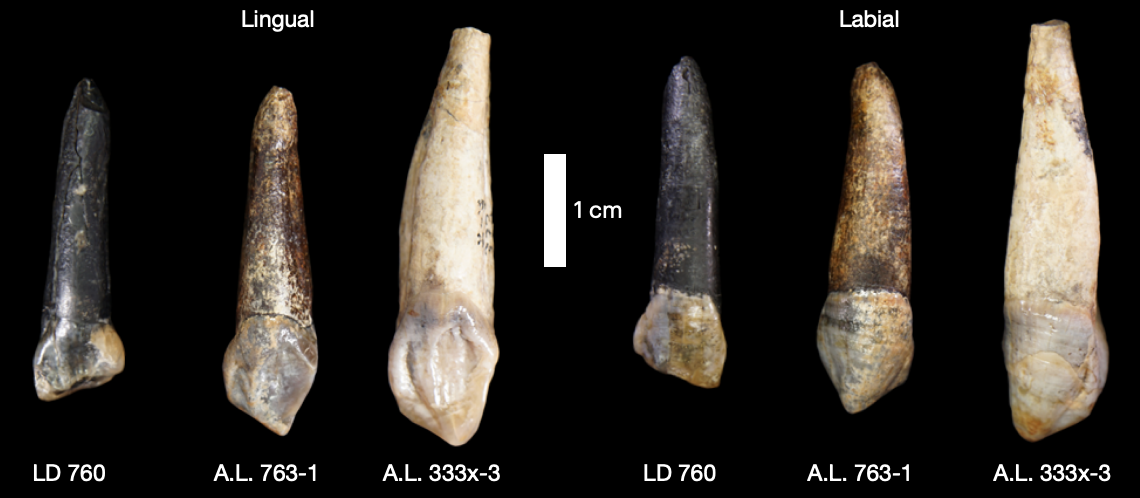 Ancient Teeth Suggest Our Ancestors Lived Side by Side With a ...