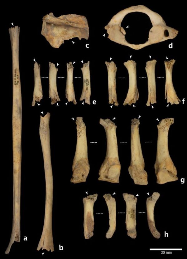 Human Bones Reveal Evidence of One Horrifying Cannibalistic Feast ...