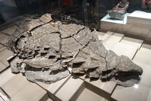This Incredible Dinosaur Sported The Spikiest Armor The World Has Ever ...