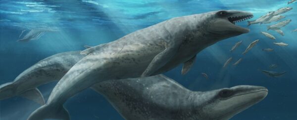Scientists Discover Tiny Prehistoric Whale Species That Was Human-Sized ...