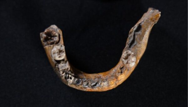 This Skull Is The Oldest Physical Proof of Neanderthals in Your ...